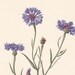 1960 CORNFLOWER Print Botanical Print Flower Painting Flower Wall Art ...