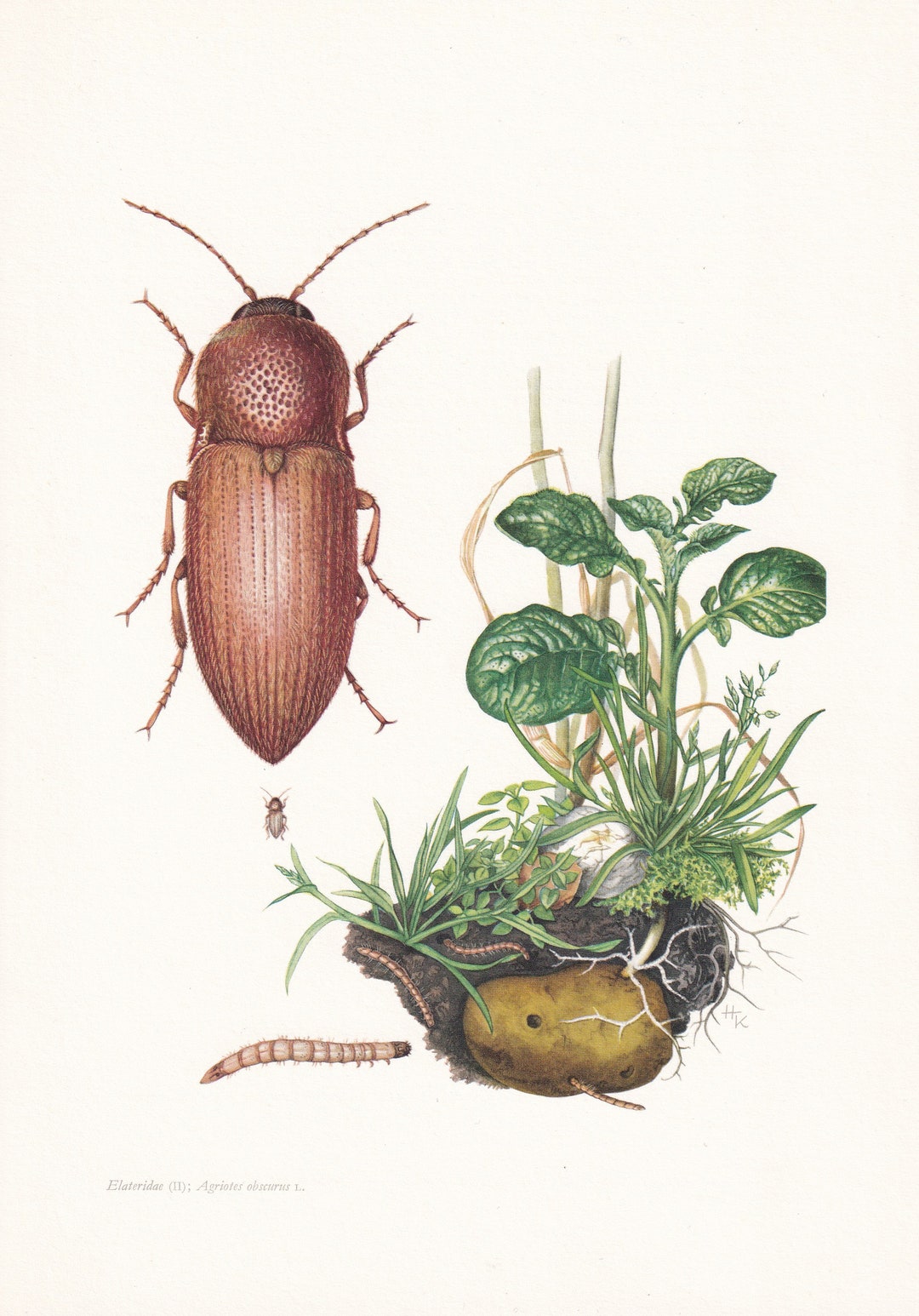 1960 CLICK BEETLE Print - Vintage Insect Print - Bugs Illustration ...