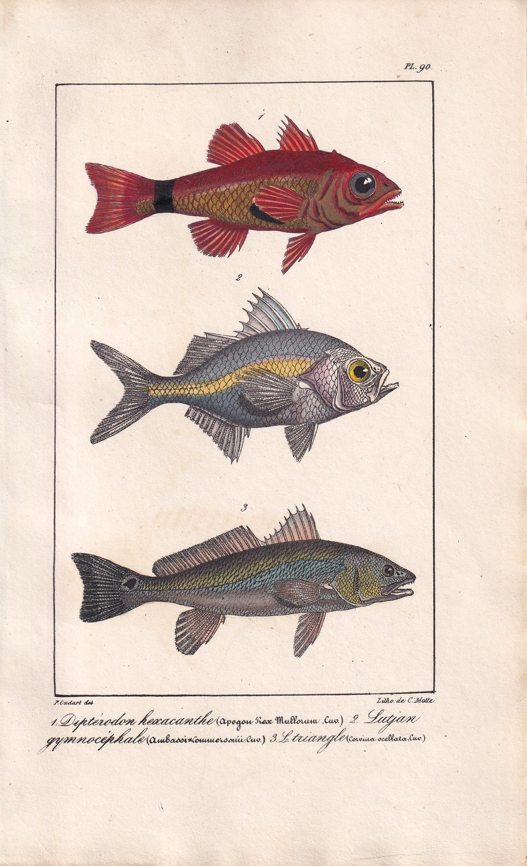1834 CARDINALFISH & GLASS FISH Fish Print - Hand-coloured Antique Print ...