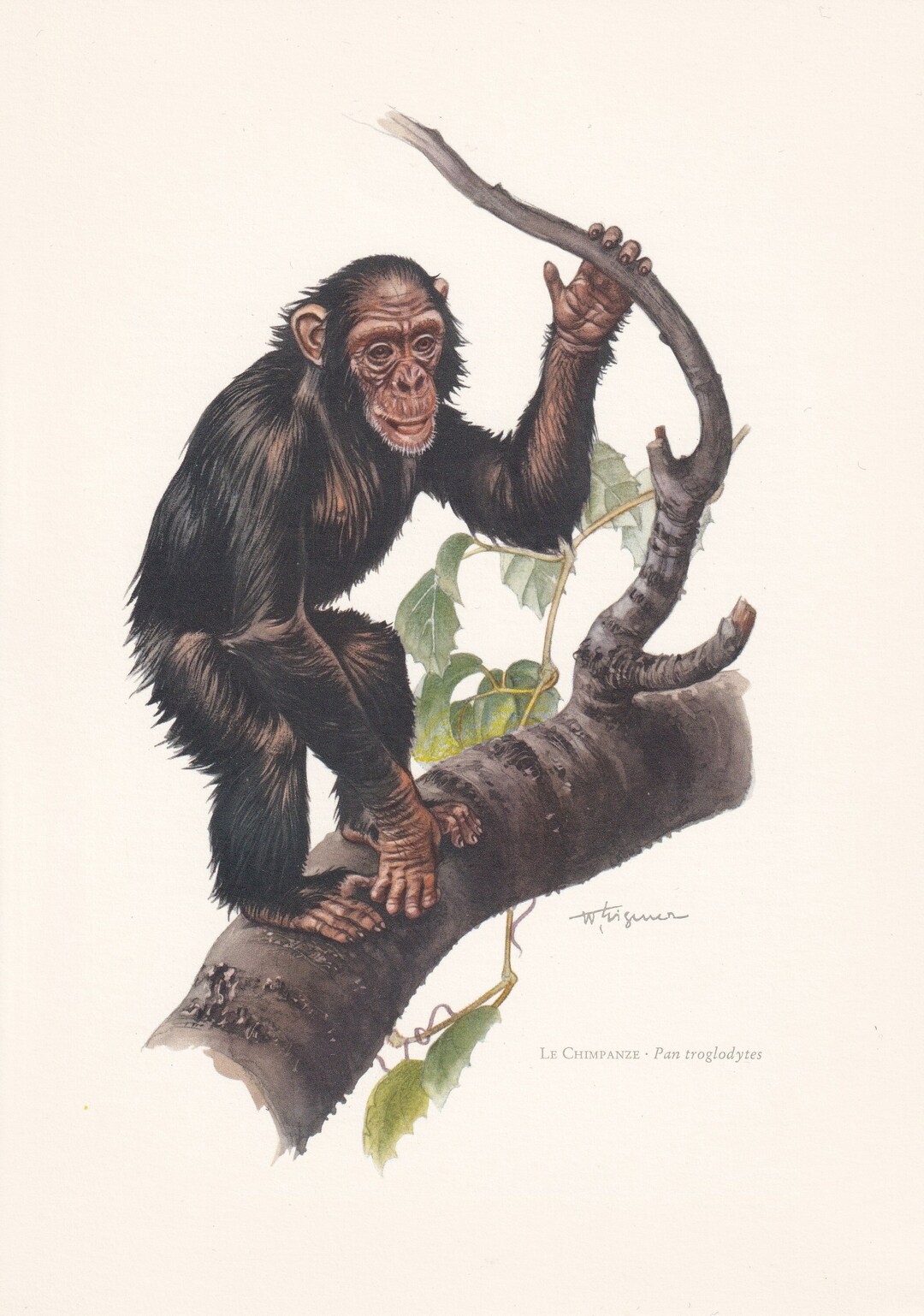 1960 CHIMPANZEE Print - Vintage Animal Print - Animal Illustration ...