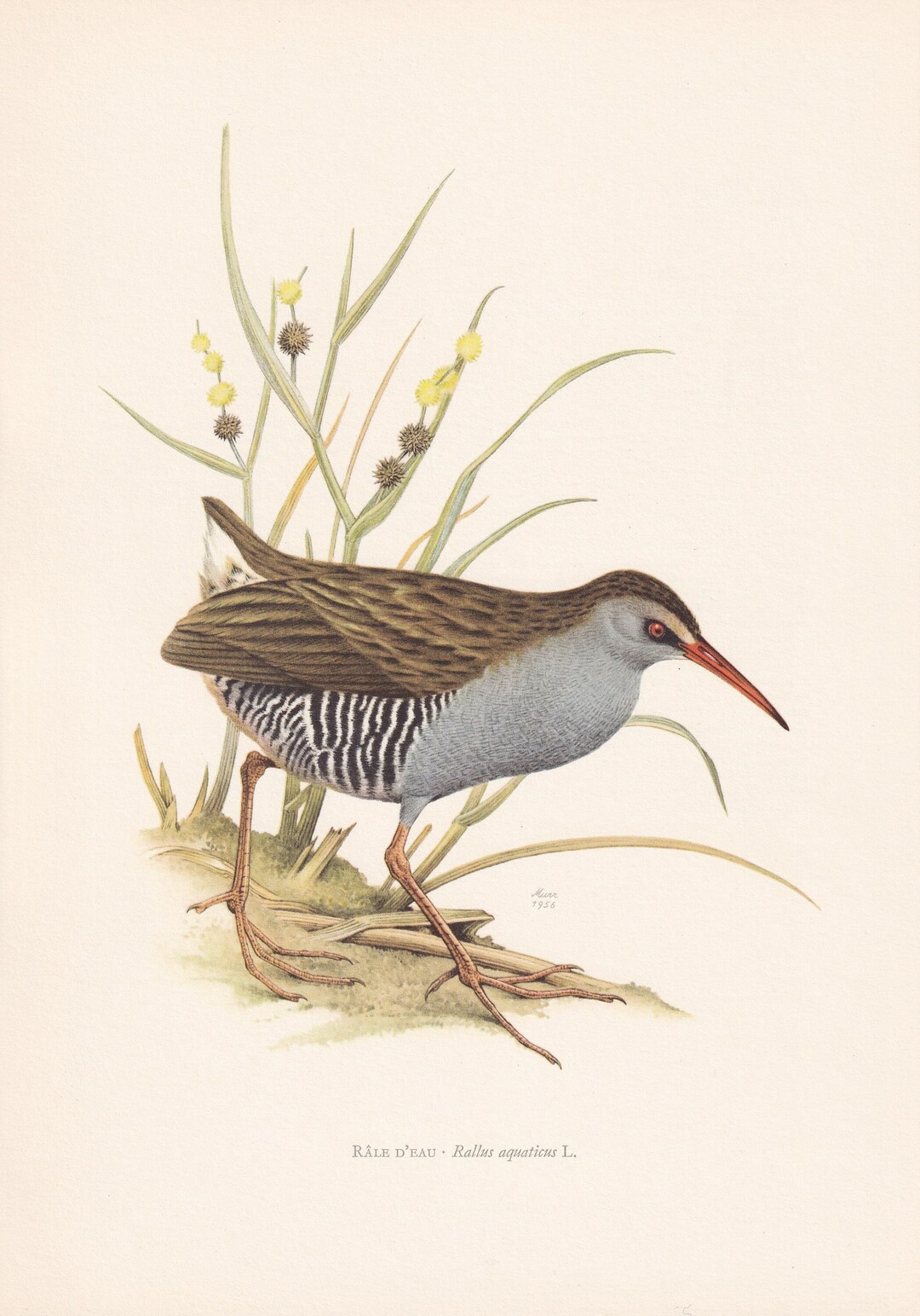 1960 WATER RAIL Bird Print - Vintage Bird Print - Bird Illustration ...