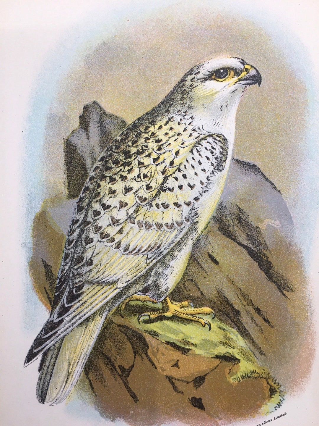 1896 GREENLAND FALCON Bird Print - British Bird Print - Ornithology ...