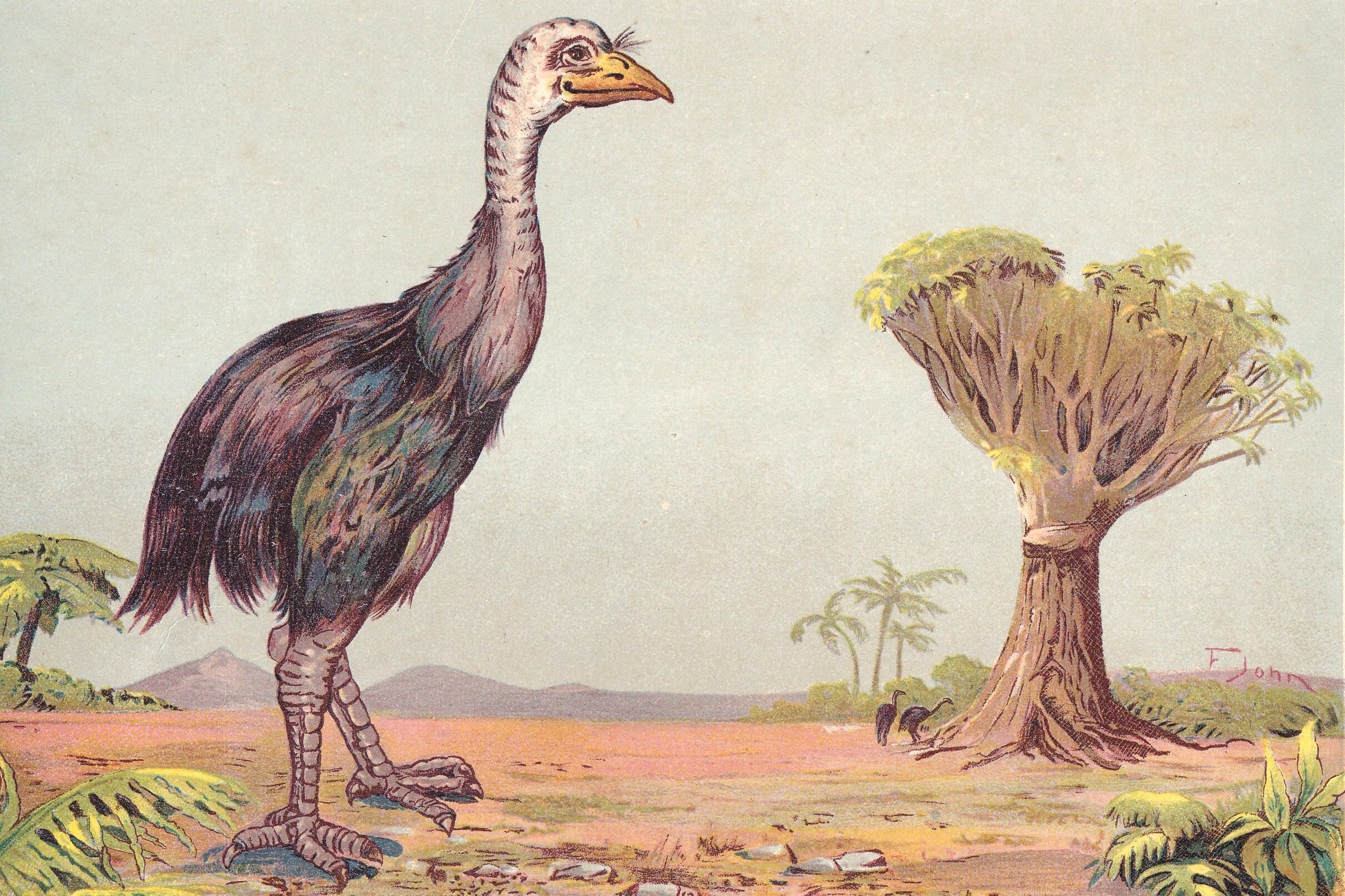 1902 MOA Print - Giant Bird - Megafauna - Paleoart - Prehistoric ...