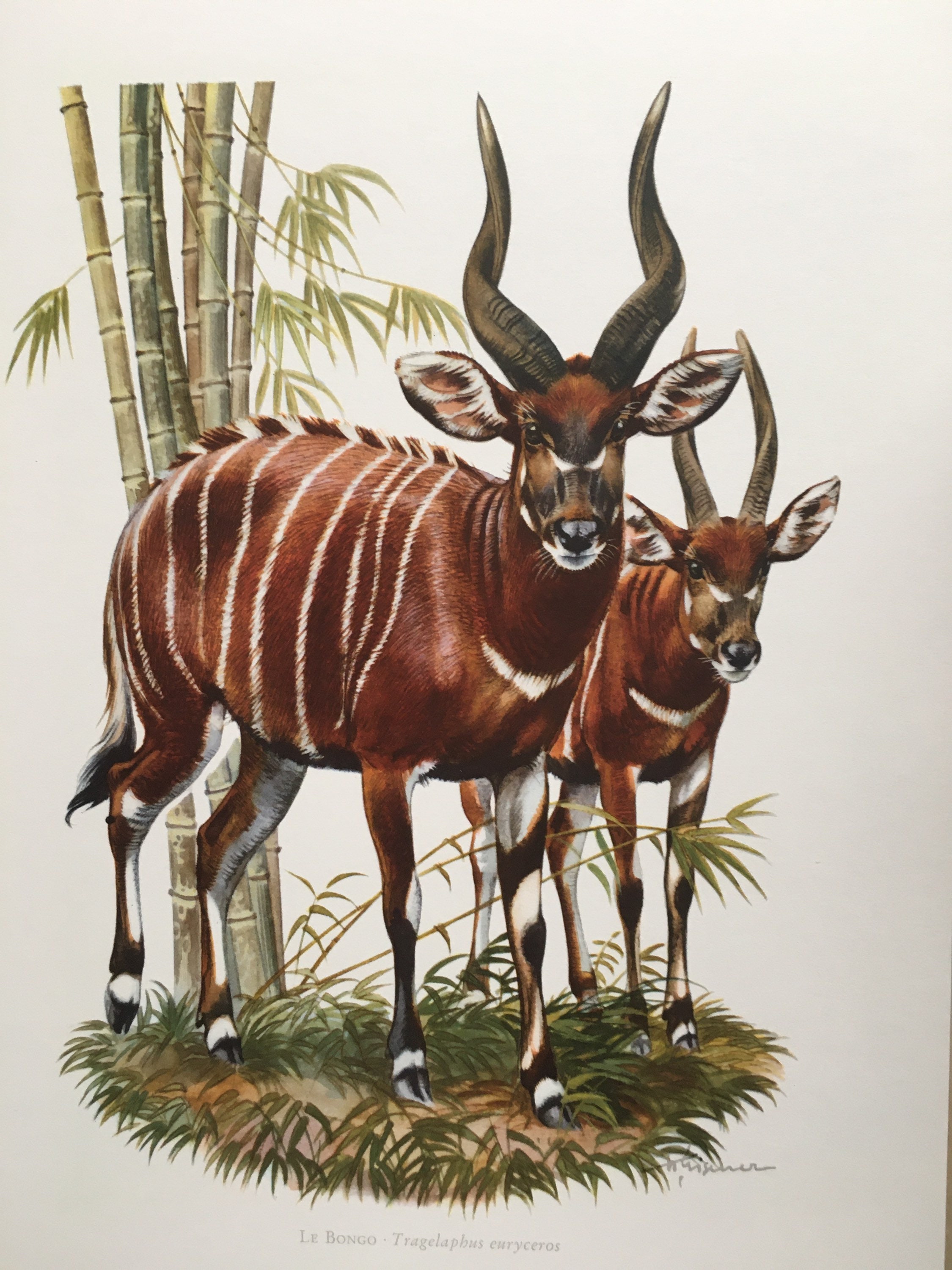 Bongo Antelope