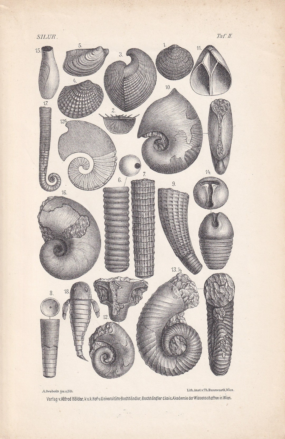 1900 AMMONITE FOSSILS Print - Antique Fossil Print - Silurian Period ...