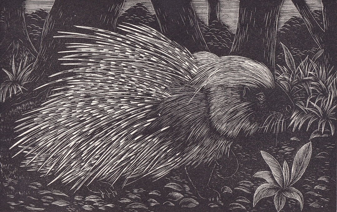 1931 PORCUPINE Print Wood Engraving Porcupine Wall Art Antique Animal ...