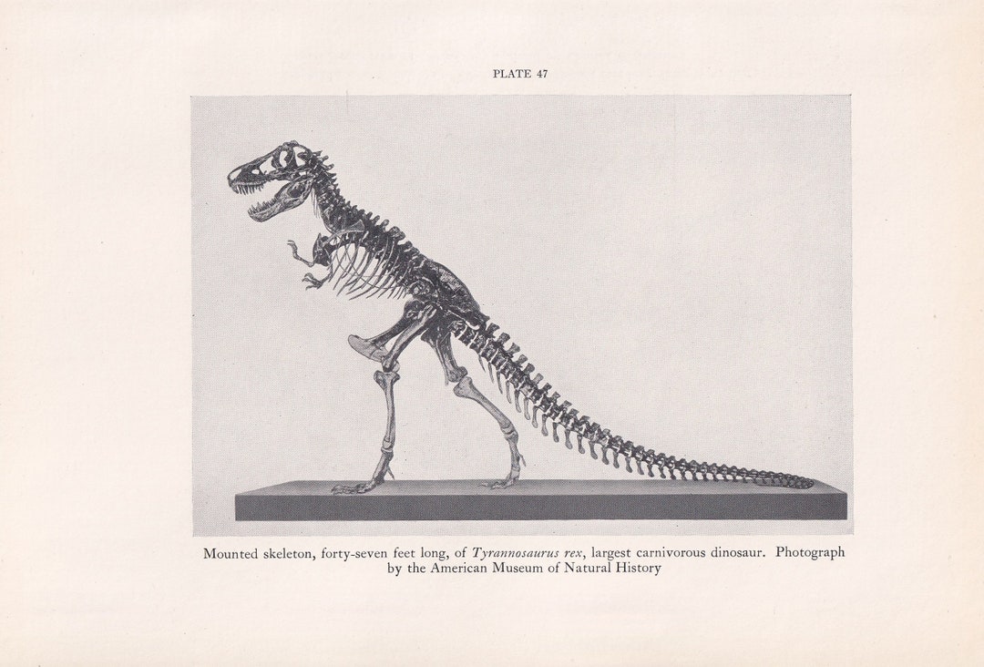 1934 T-REX Print - Original Vintage Print - Dinosaur Wall Art - T Rex ...