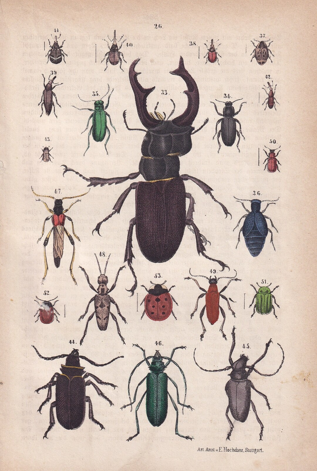 1871 BEETLES PRINT Stag Beetle, Wasp, Mealworm, Goldsmith, Rose Chafer ...
