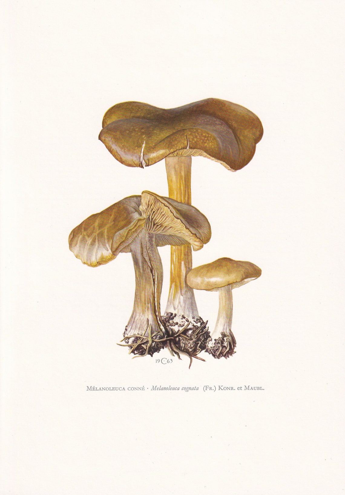 1960s SPRING CAVALIER MUSHROOM Print - Mushroom Wall Art - Cottagecore ...