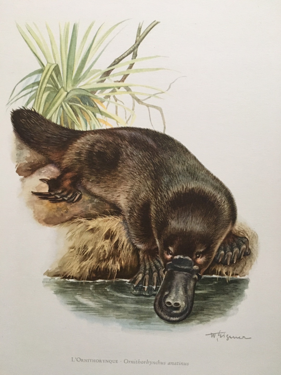 1960 DUCK-BILLED PLATYPUS Print Vintage Zoology Print Wildlife ...