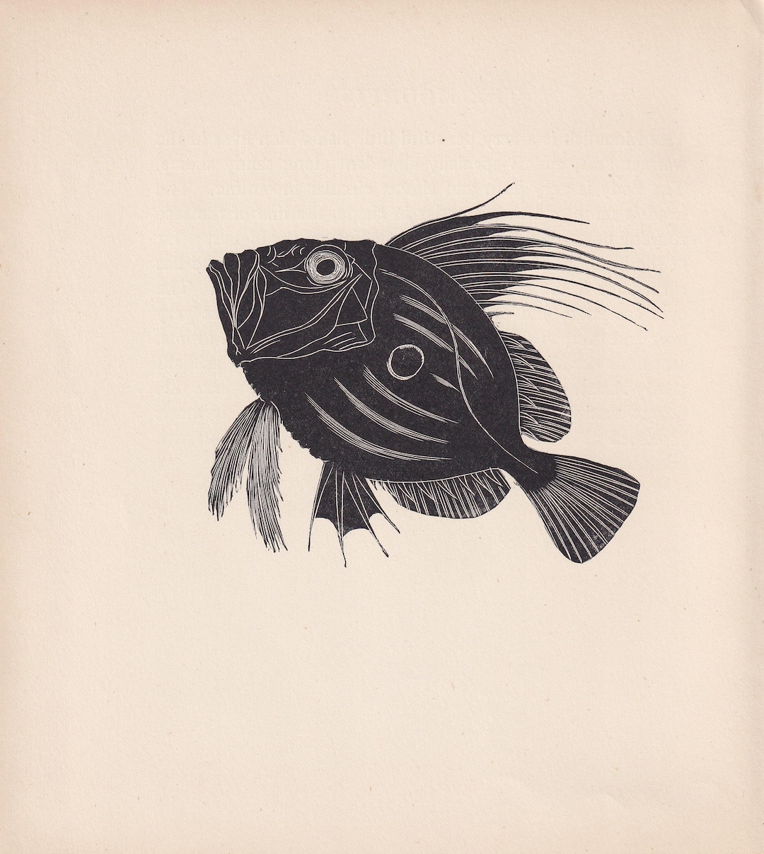 1929 JOHN DORY Fish Print Wood Engraving - Shark Wall Art - Sea Life ...