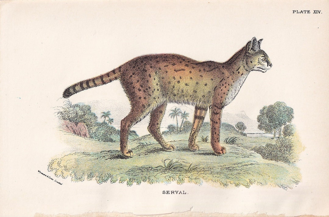 1896 SERVAL Print - Big Cats Print - Carnivora Print - Natural History ...