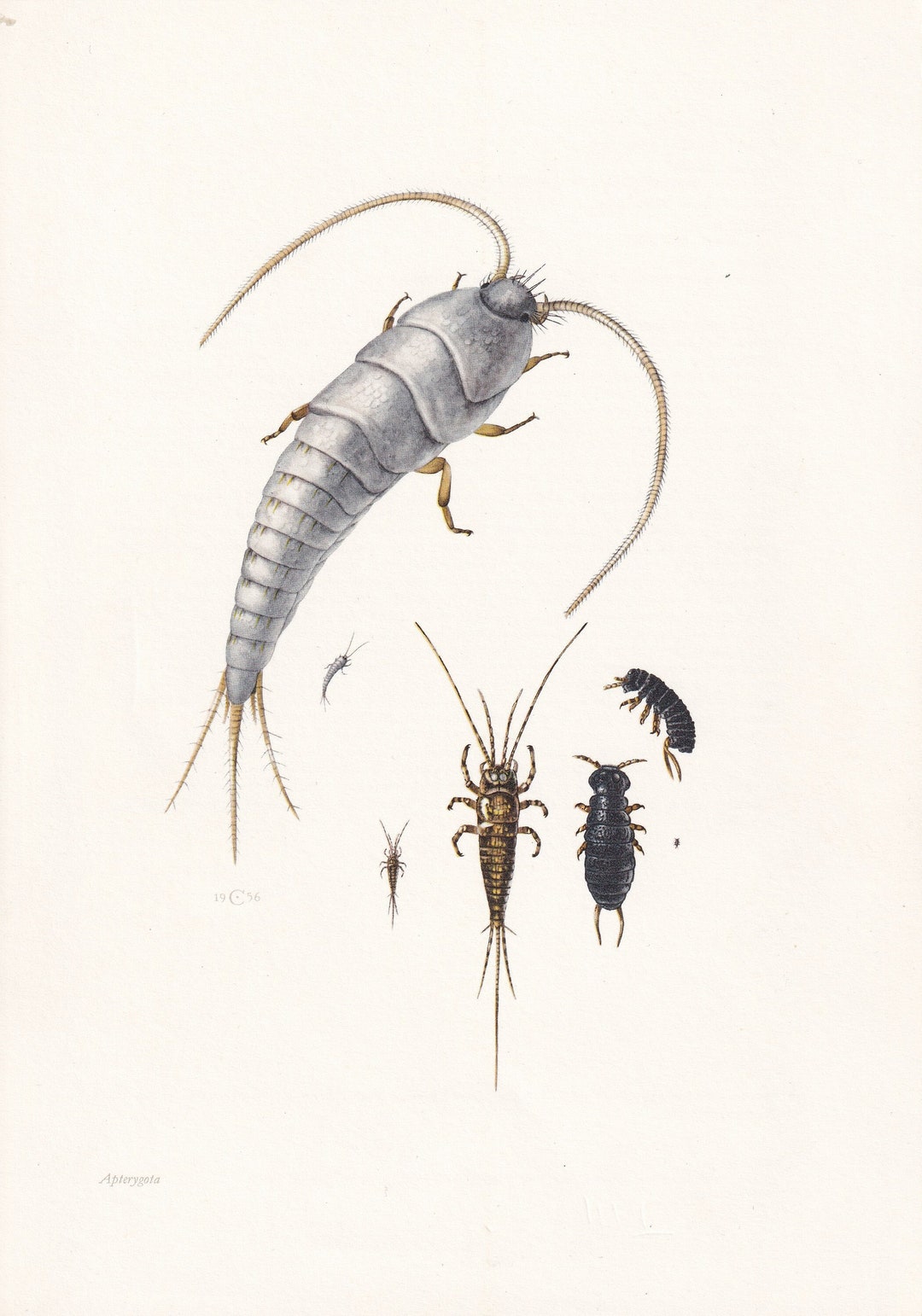 1960 SILVERFISH Print Vintage Insect Print Bugs Illustration Insect ...