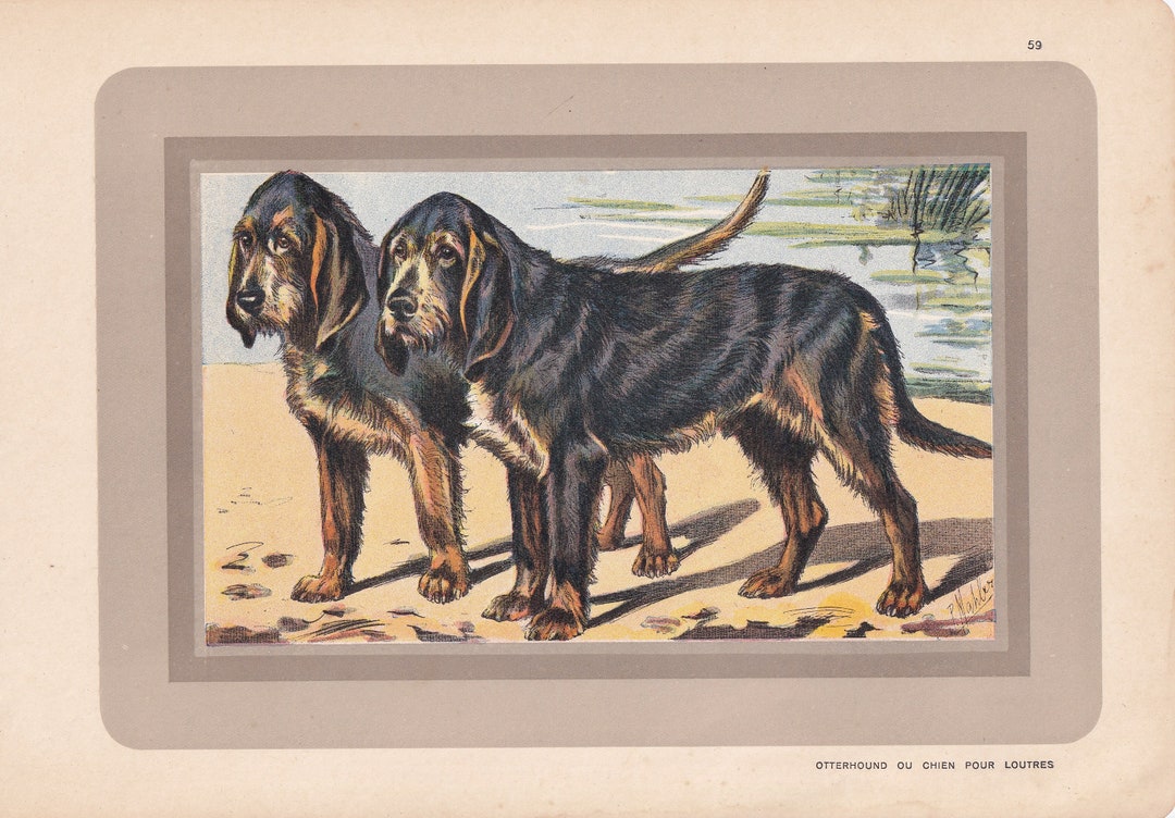 1931 OTTERHOUND DOG Print - Original Antique Hunting Dog Print - Dog ...