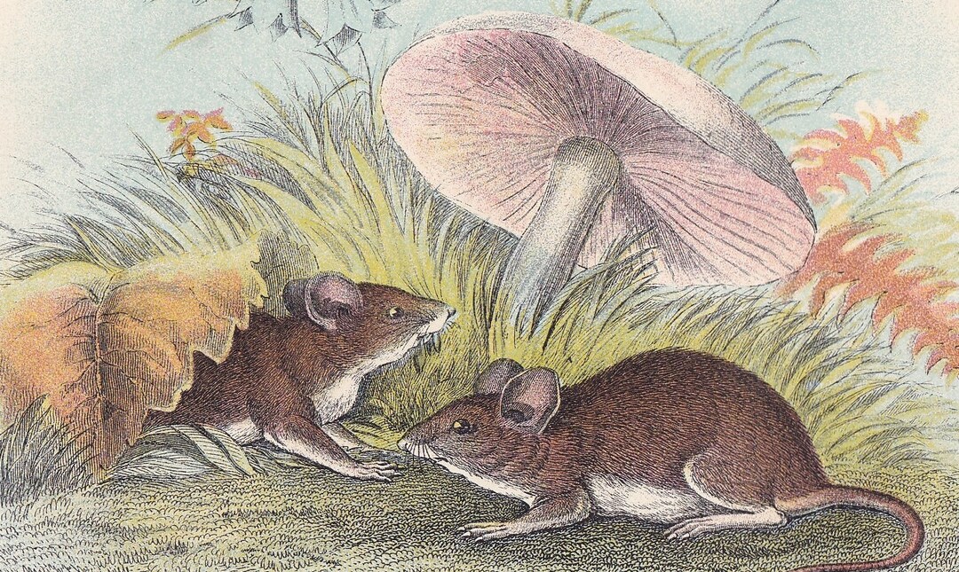 1896 WOOD MOUSE Print - Natural History Print - Rodent Print - Original ...