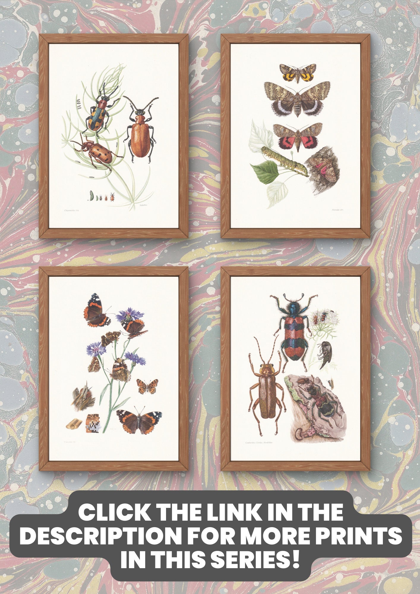 1960 VINE HAWK MOTH Print - Vintage Insect Print - Bug Illustration ...