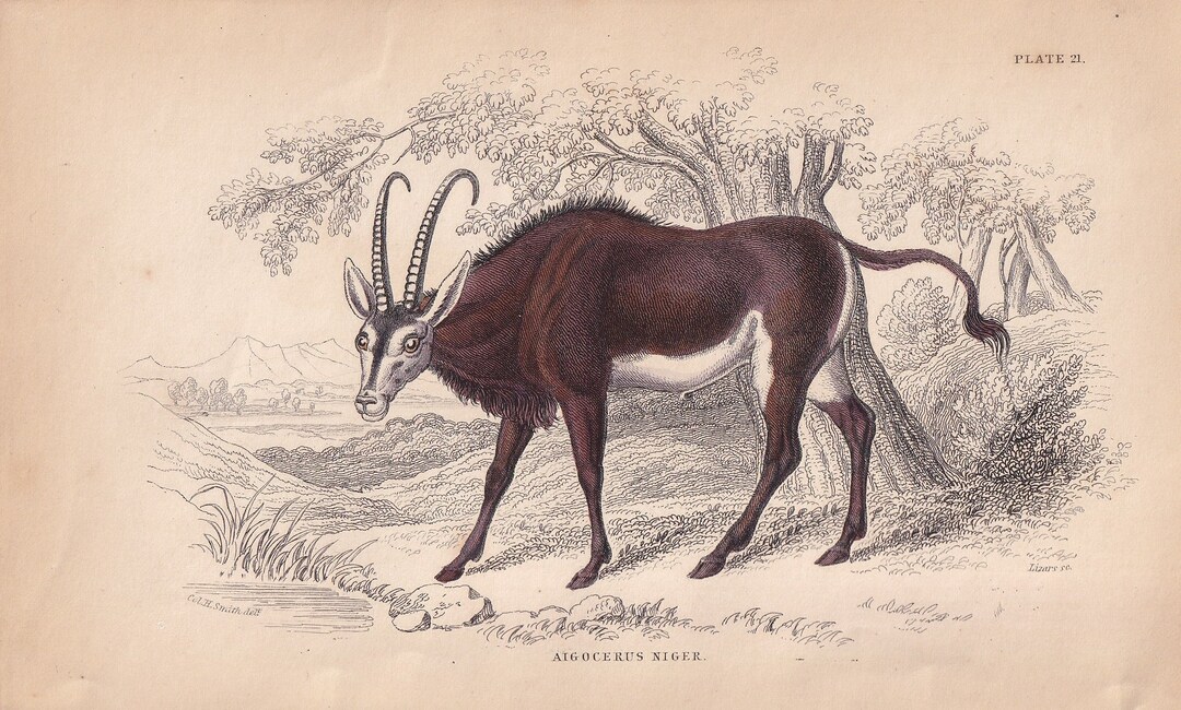 1843 SABLE ANTELOPE Print Antelope Wall Art Original Antique Antelope ...