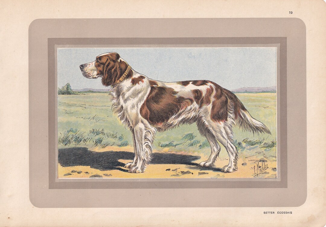 1931 GORDON SETTER DOG Print - Original Antique Hunting Dog Print ...