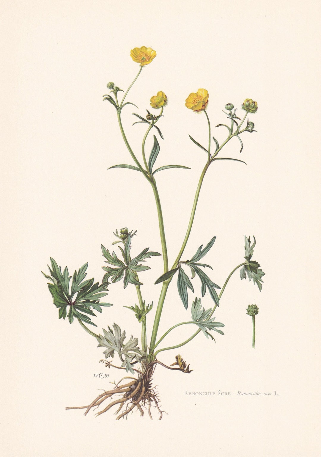 1960 MEADOW BUTTERCUP Flower Print - Botanical Print - Botanical ...