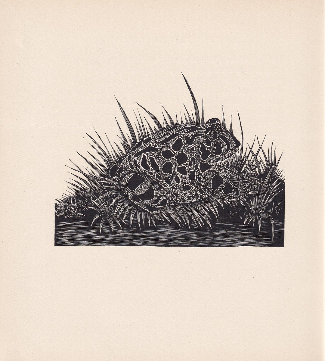 1929 HORNED FROG Print Wood Engraving - Frog Wall Art - Frog Wood ...