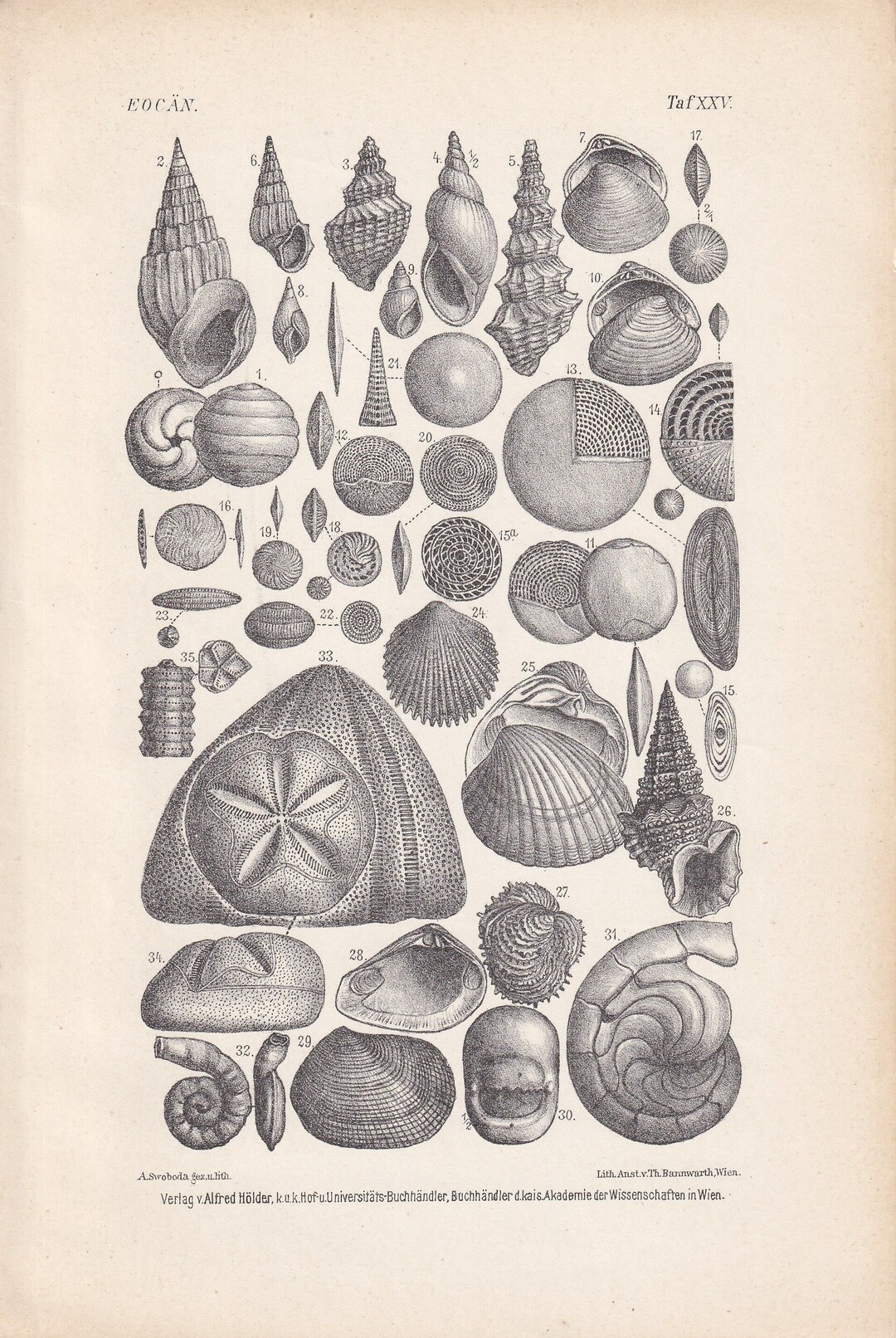 1900 EOCENE EPOCH FOSSILS Print - Antique Fossil Print - Fossil Shells ...