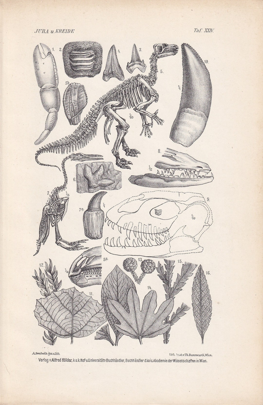 1900 DINOSAUR FOSSIL Print - Antique Fossil Print - Jurassic ...