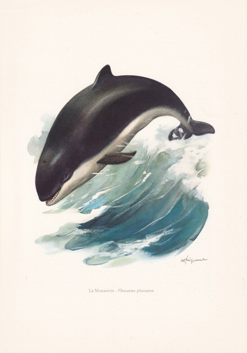 1960 HARBOR PORPOISE Print - Vintage Animal Print - Animal Illustration ...