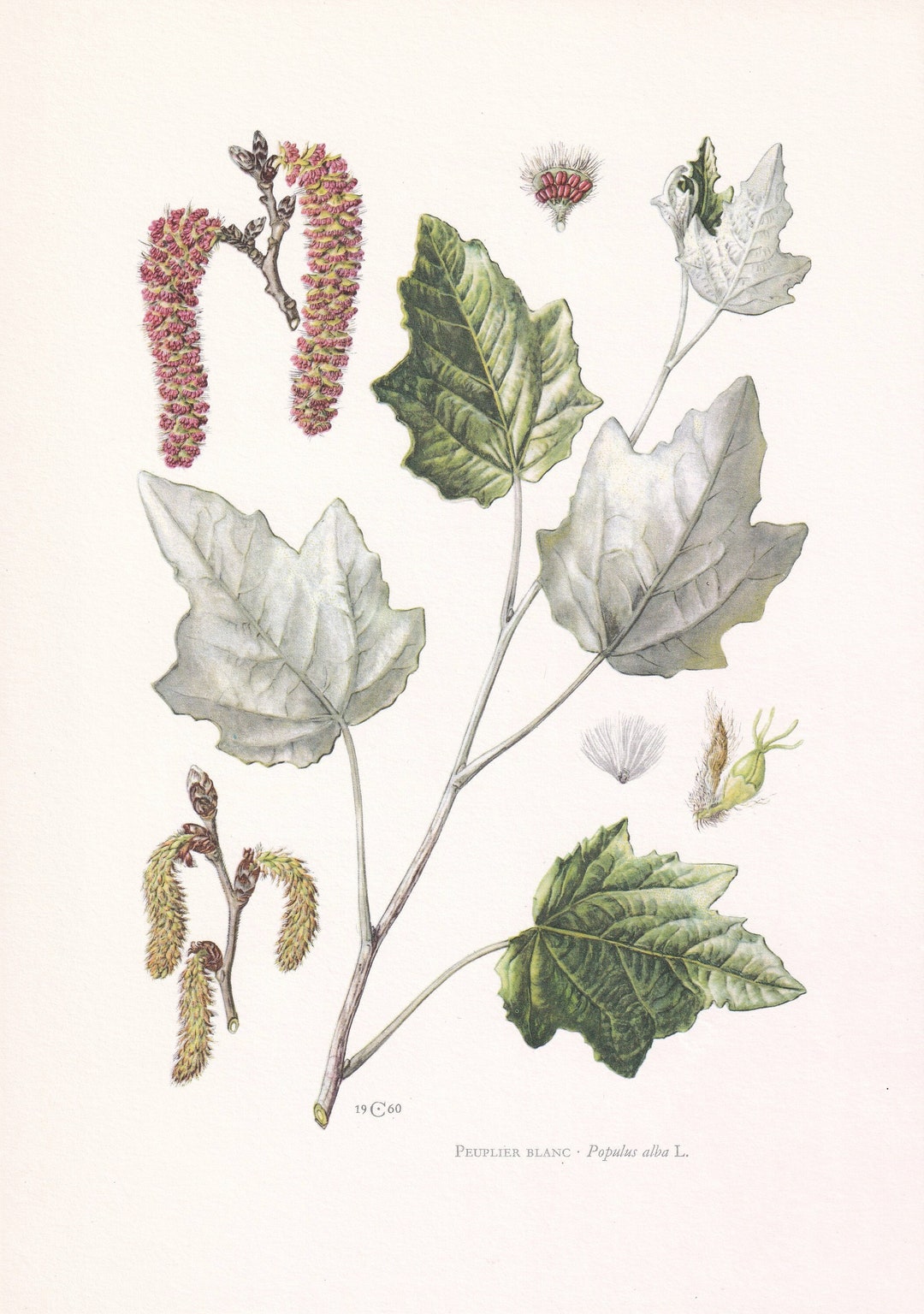 1960 WHITE POPLAR Print - Botanical Print - Tree Illustration - Tree ...