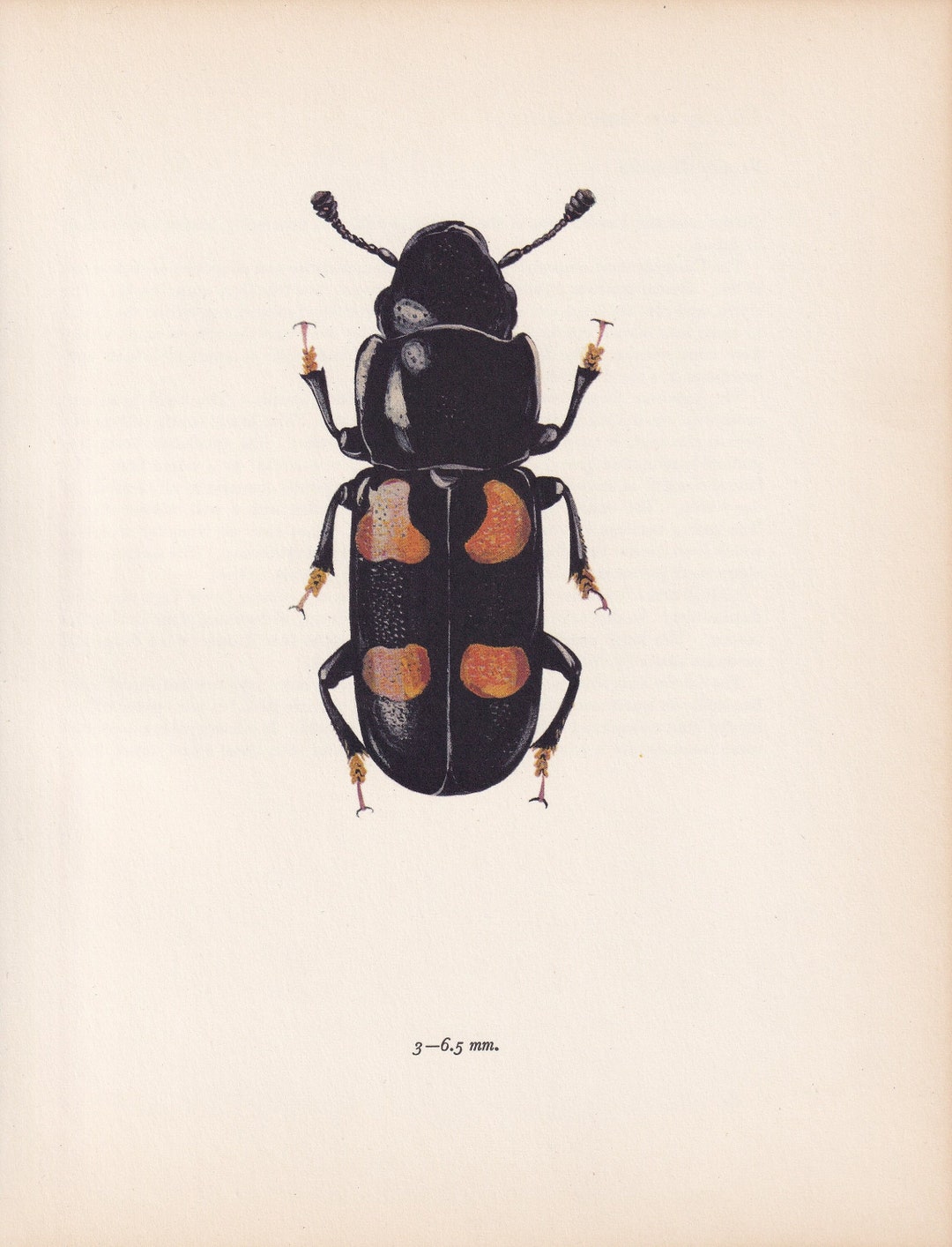 1964 EUROPEAN BARK BEETLE Print - Vintage Beetle Art - Insect Print ...