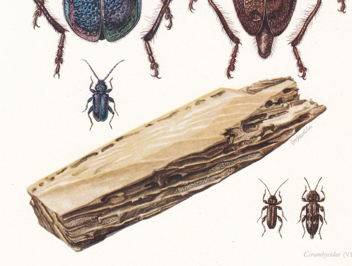 1960 LONGHORN BEETLE & Tanbark Beetle Print - Vintage Insect Print ...