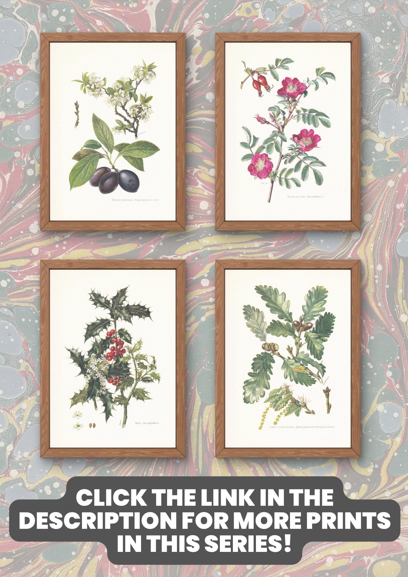 1960 WHITE POPLAR Print - Botanical Print - Tree Illustration - Tree ...