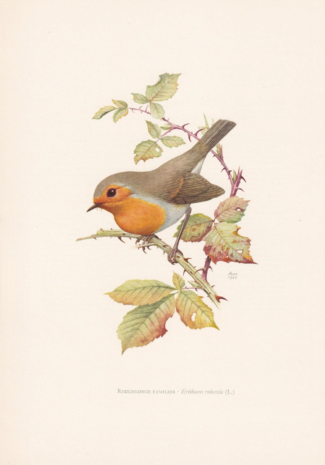 1960 ROBIN Bird Print - Vintage Bird Print - Bird Illustration - Bird ...