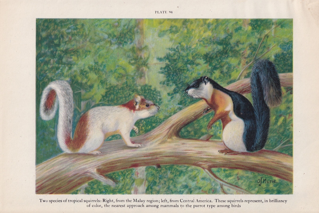 1934 SQUIRREL Print - Original Vintage Print - Vintage Squirrel Print ...