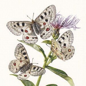 1960 APOLLO BUTTERFLY Print - Vintage Insect - Butterfly Wall Art ...