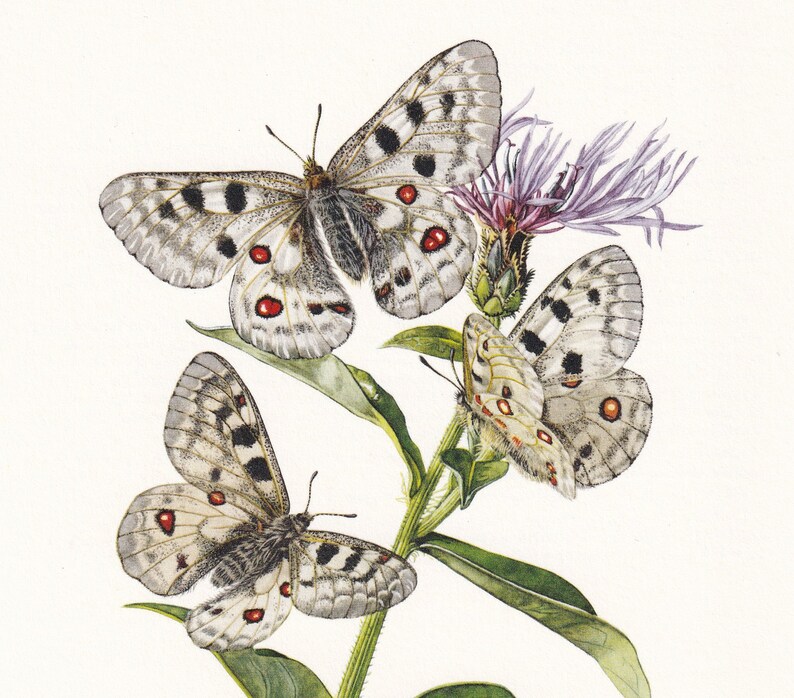1960 APOLLO BUTTERFLY Print - Vintage Insect - Butterfly Wall Art ...