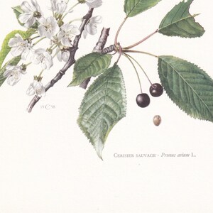1960 SWEET CHERRY TREE Print - Botanical Print - Botanical Illustration ...