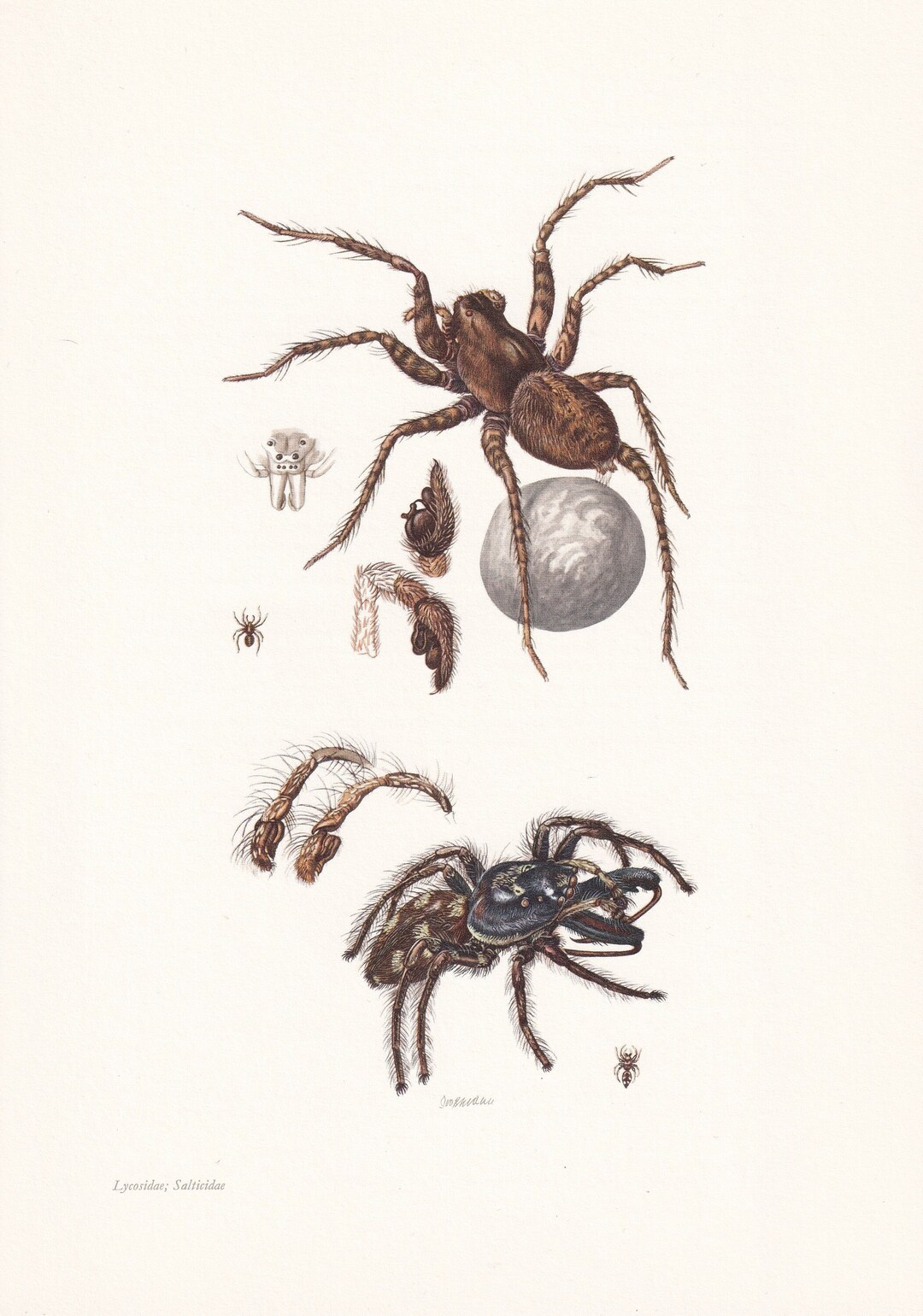 1960 WOLF SPIDER & Zebra Spider Print - Vintage Insect Print - Insect ...