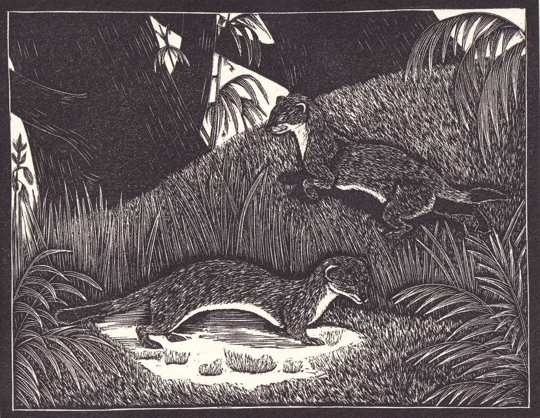 1931 STOAT Print Wood Engraving - Stoat Wall Art - Antique Animal Wood ...
