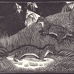 1931 STOAT Print Wood Engraving - Stoat Wall Art - Antique Animal Wood ...