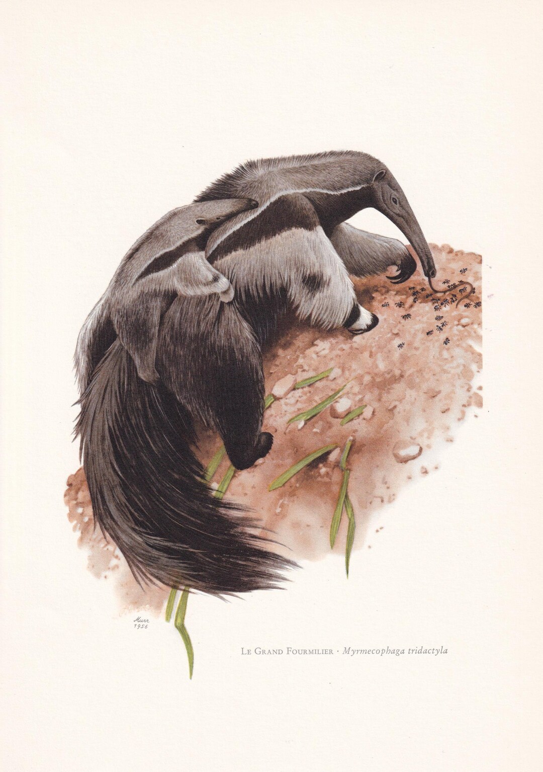 1960 GIANT ANTEATER Print - Vintage Animal Print - Animal Illustration ...