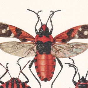 1960 SHIELD BUG & Black-and-red Bug Print - Vintage Insect Print ...
