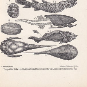 1900 AMMONITE & FISH FOSSILS Print - Antique Fossil Print - Devonian ...