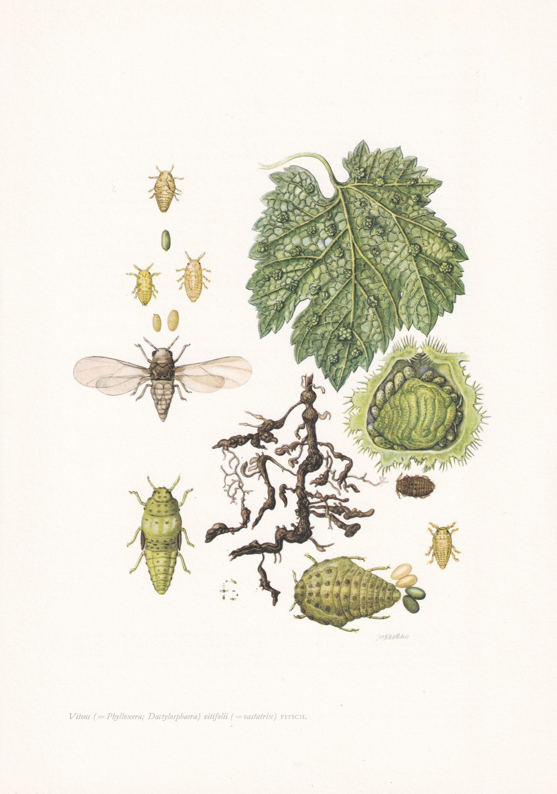 1960 GRAPE WINE LOUSE Print - Vintage Insect Print - Bugs Illustration ...