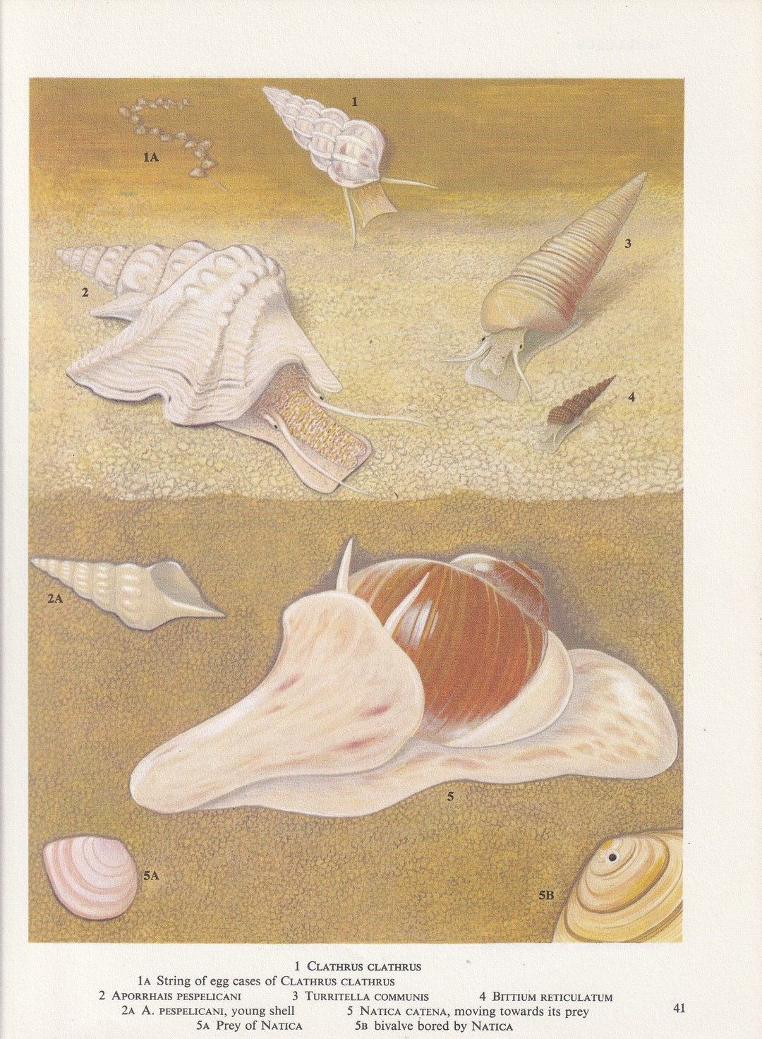 1971 SPIRE SHELLS Print Original Vintage Marine Print Sea Wall Art ...