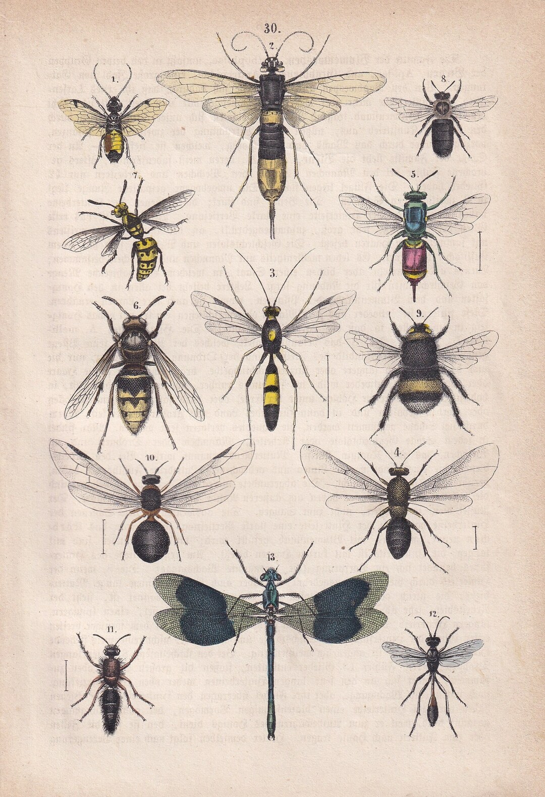 1871 INSECT PRINT - Wasps, Horntail, Hornet, Honey Bee, Bumblebee, Ant ...