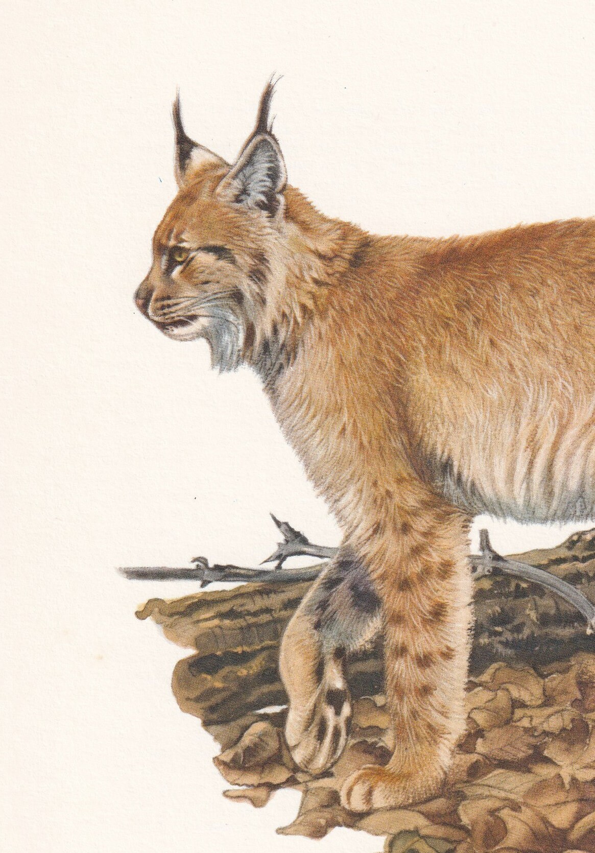 1960 EURASIAN LYNX Print - Vintage Animal Print - Animal Illustration ...