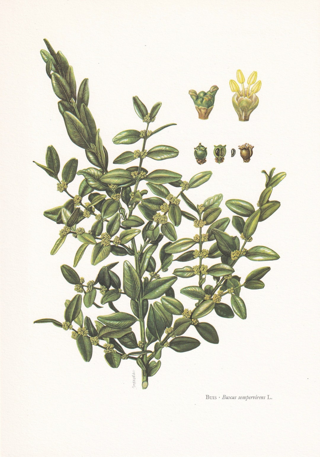 1960 COMMON BOX (BOXWOOD) Print - Botanical Print - Botanical ...