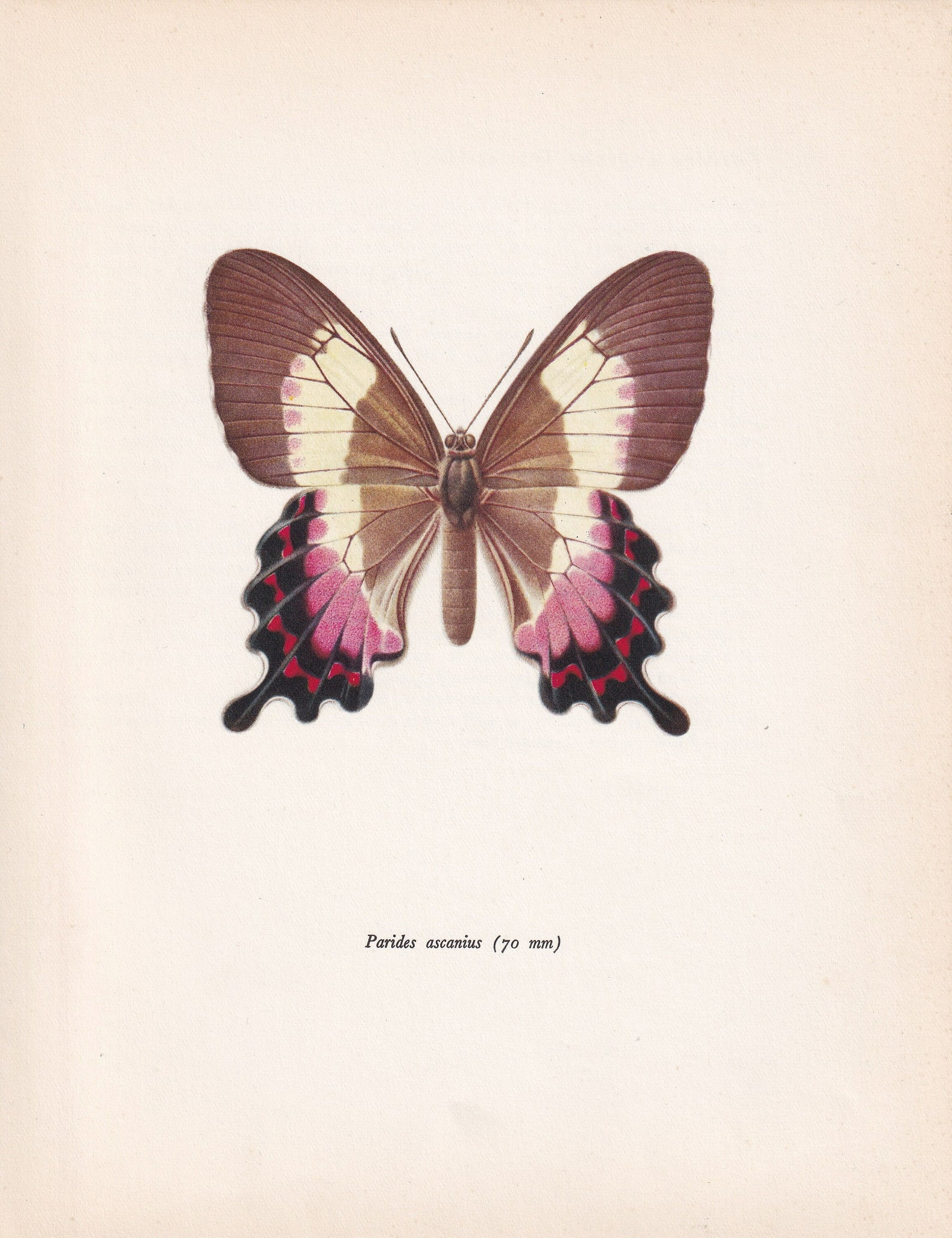 1963 FLUMINESE SWALLOWTAIL BUTTERFLY Print - Vintage Butterfly Art ...