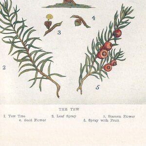 1910 YEW TREE Print - Original Antique Tree Print - Tree Wall Art ...