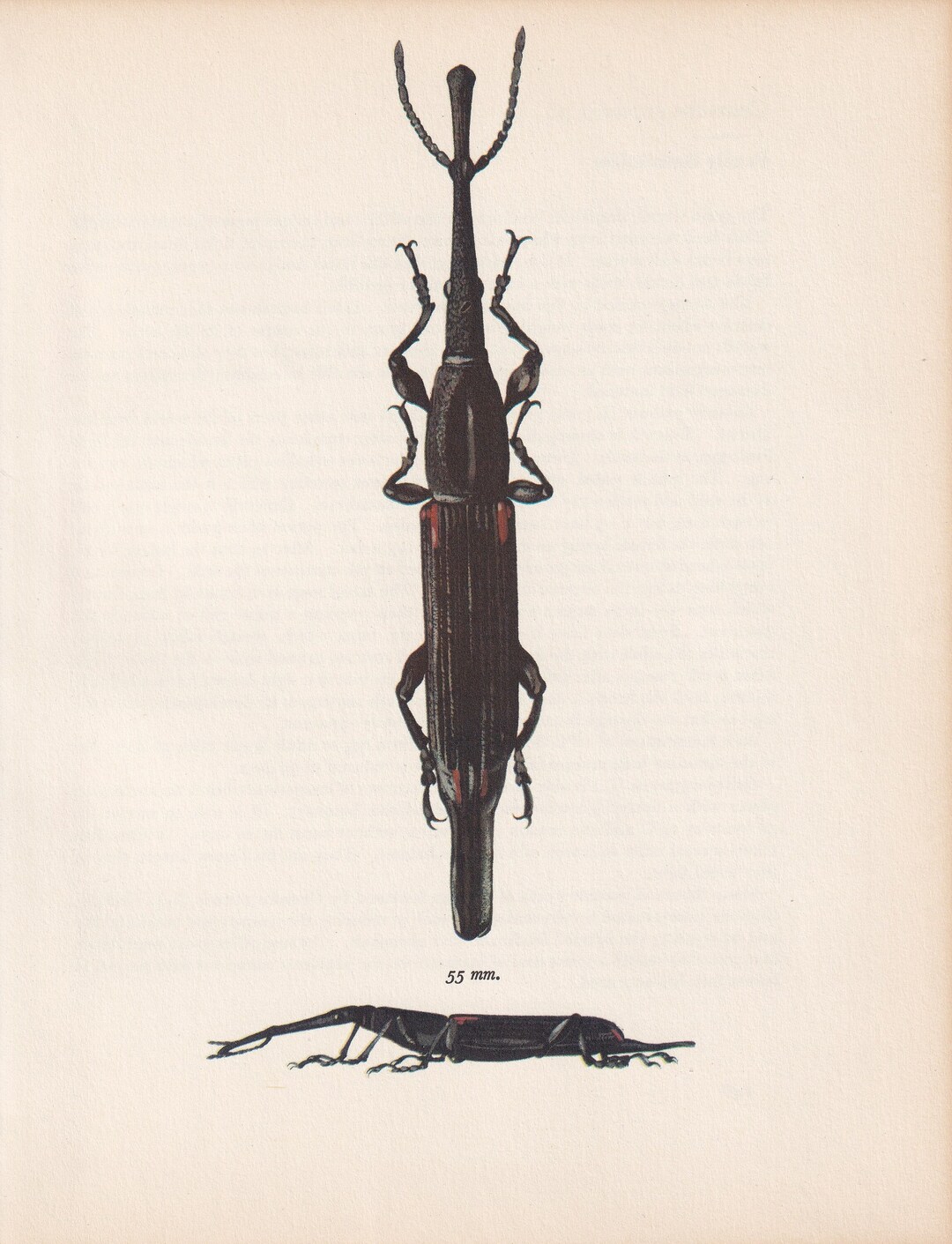1964 SNOOTED WEEVIL BEETLE Print - Vintage Beetle Art - Insect Print ...